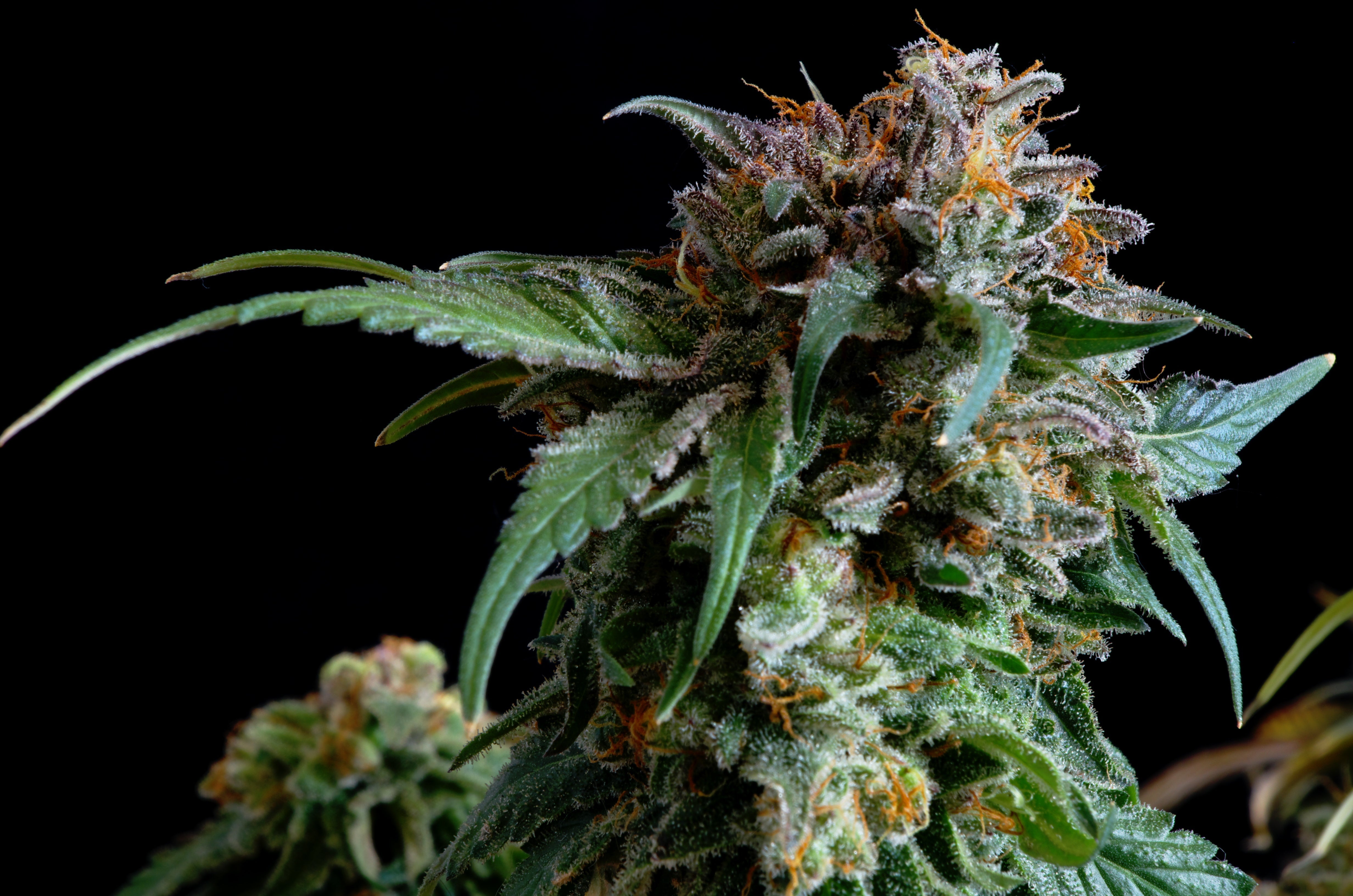 Jack Rabbit Strain Review: Earthy Flavor and Full-Body Calm – All Good Daze